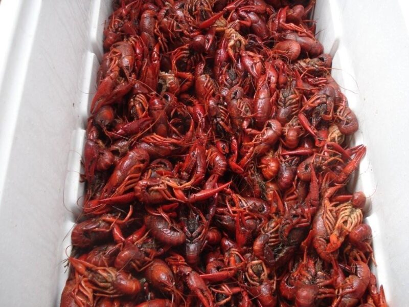 Gallery | CAJUN CRAWFISH COMPANY